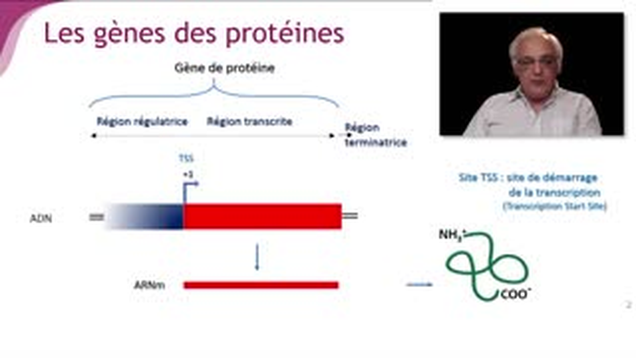 Vidéothèque de l'UL - MOOC Gènes sans gêne - Semaine 2 - La ...