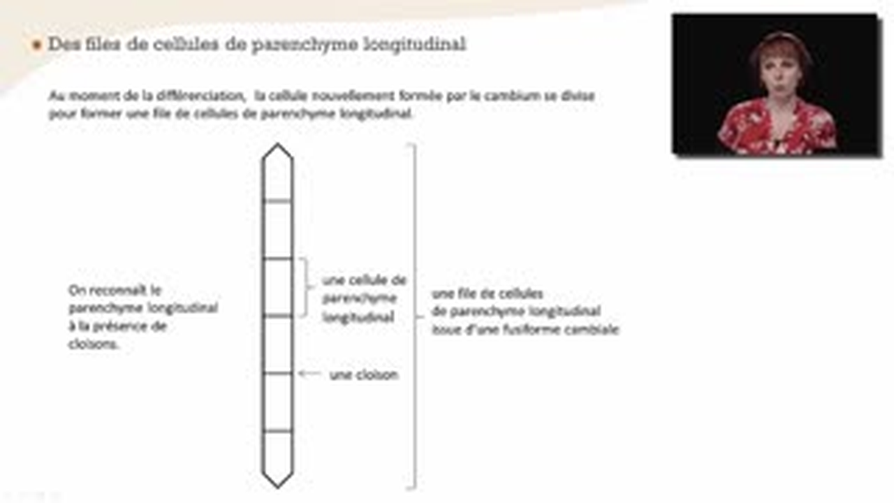 Vidéothèque de l'UL - MOOC Anatomie du bois - Semaine 4 - Anatomie et ...