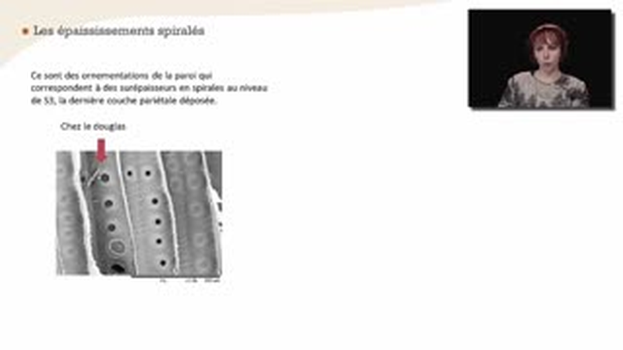 Vidéothèque de l'UL - MOOC Anatomie du bois - Semaine 3 - Anatomie et ...