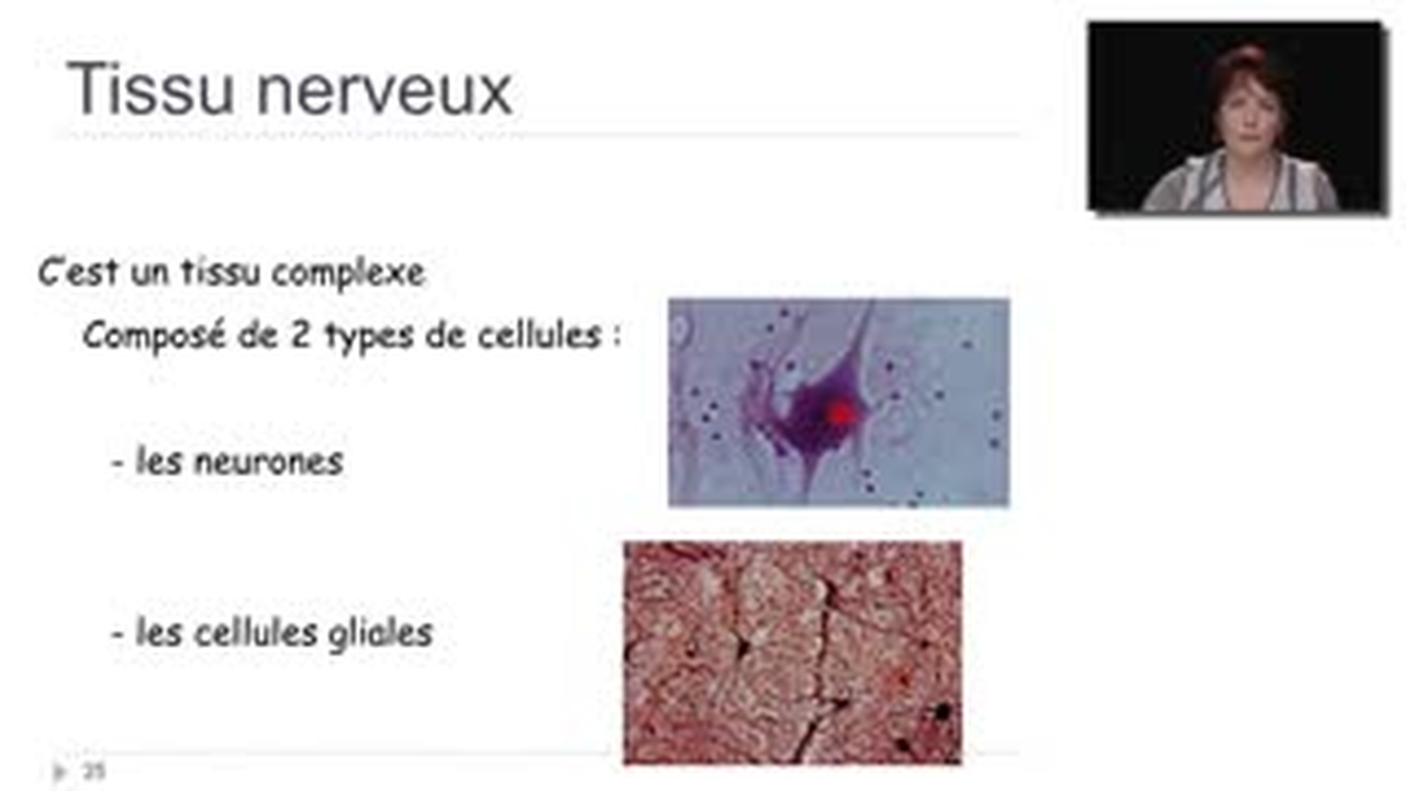 Vidéothèque de l'UL - 11- Le Tissu Nerveux - Caractéristiques Géné…