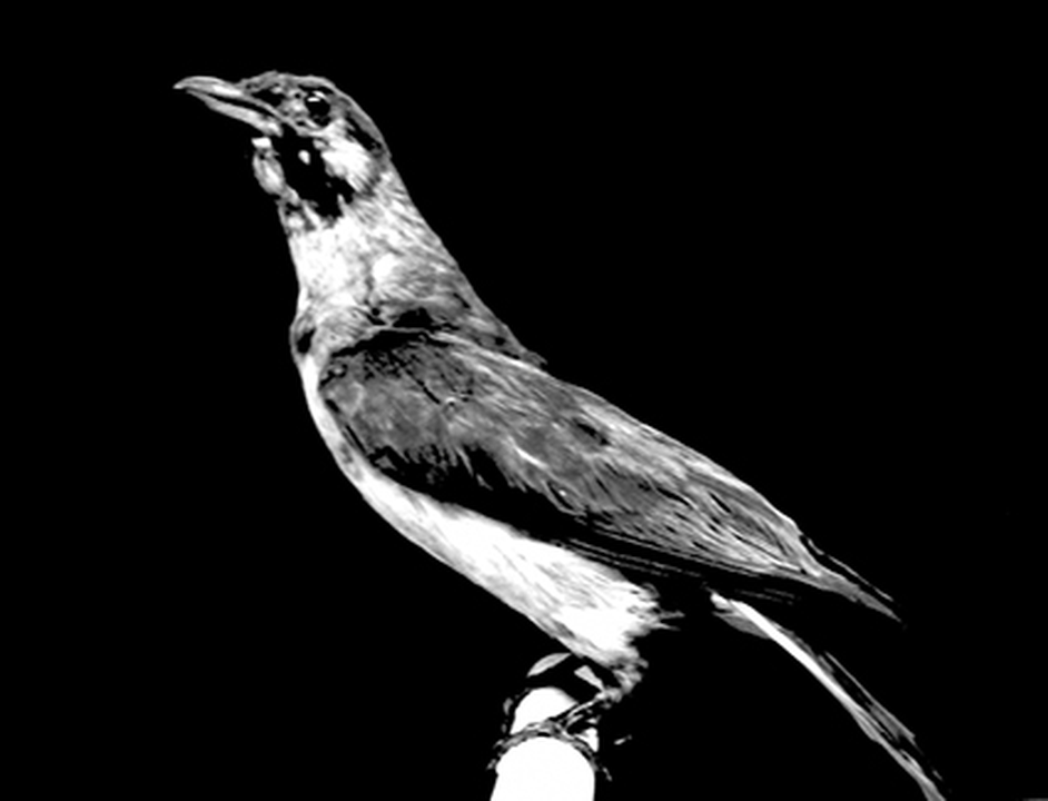 Vidéothèque de l'UL - Indicator Indicator Indique Sa Présence Avec…