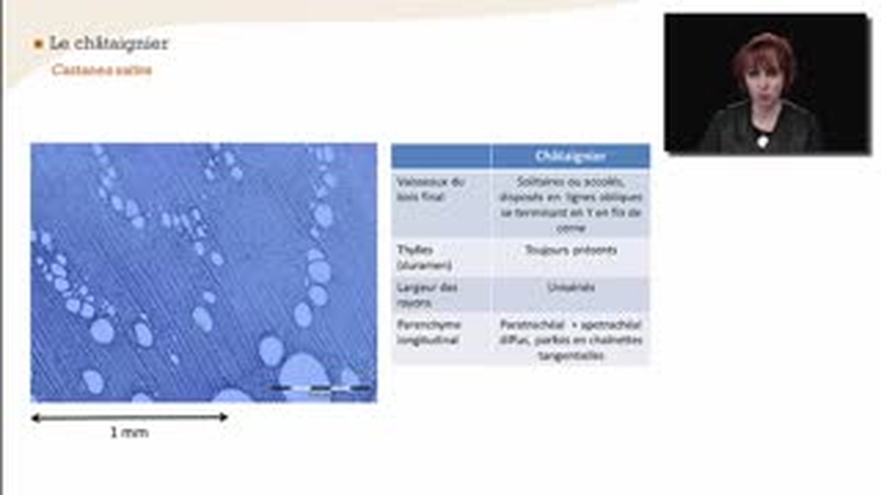 Vidéothèque de l'UL - MOOC Anatomie du bois - Le Châtaignier - La ...