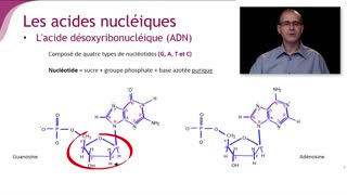 Vidéothèque de l'UL - Les Différents Types D'Acides Nucléiques - C…